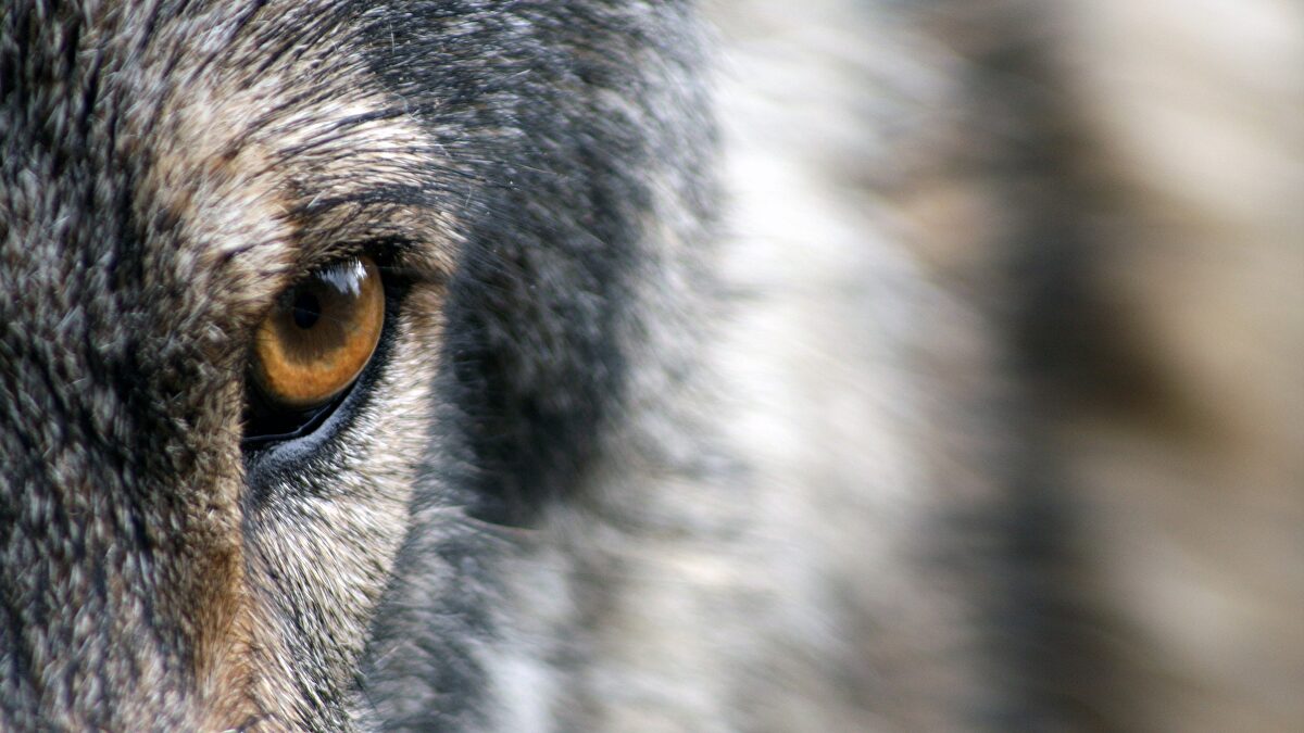 Ecología para todos: ¿Perros lobo o lobos perro? - esRadio