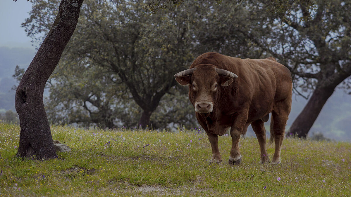 El toro de lidia, una joya zootécnica - Miguel del Pino - Libertad Digital