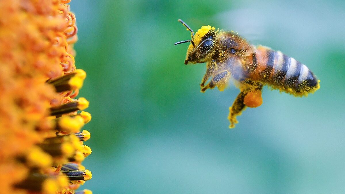 ¿Por qué son importantes los insectos para el planeta?
