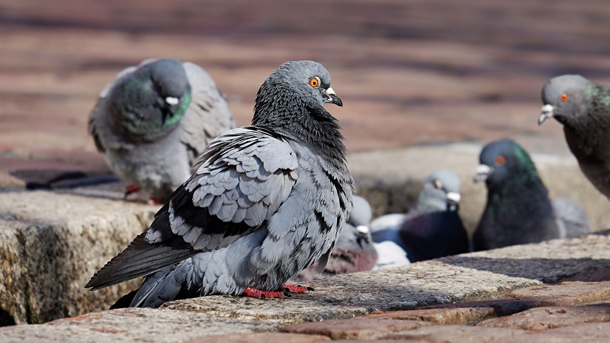 ¿Cuáles son los trucos definitivos para ahuyentar a las palomas?