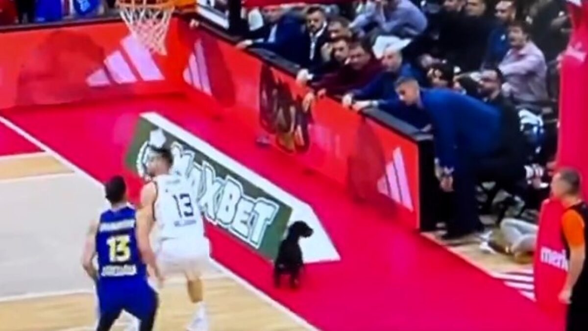 Un perro se cuela en la cancha durante el Estrella Roja-Barça de la ...