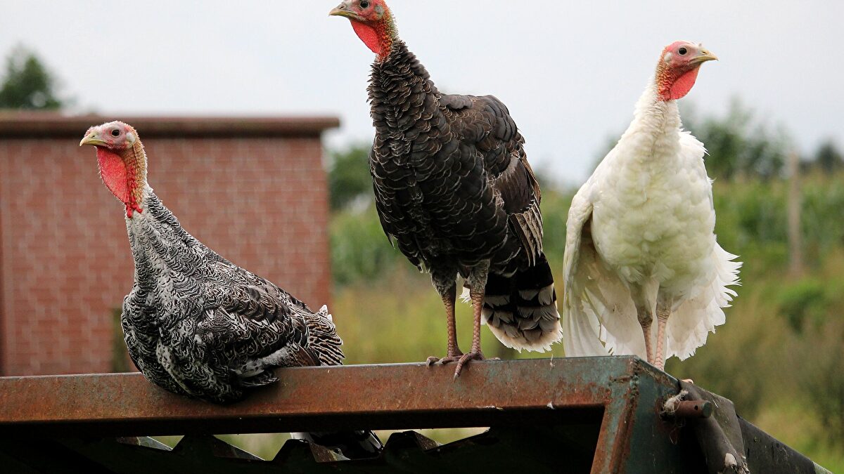 Una granja de pavos en Badajoz declara un brote de gripe aviar tras dos ...