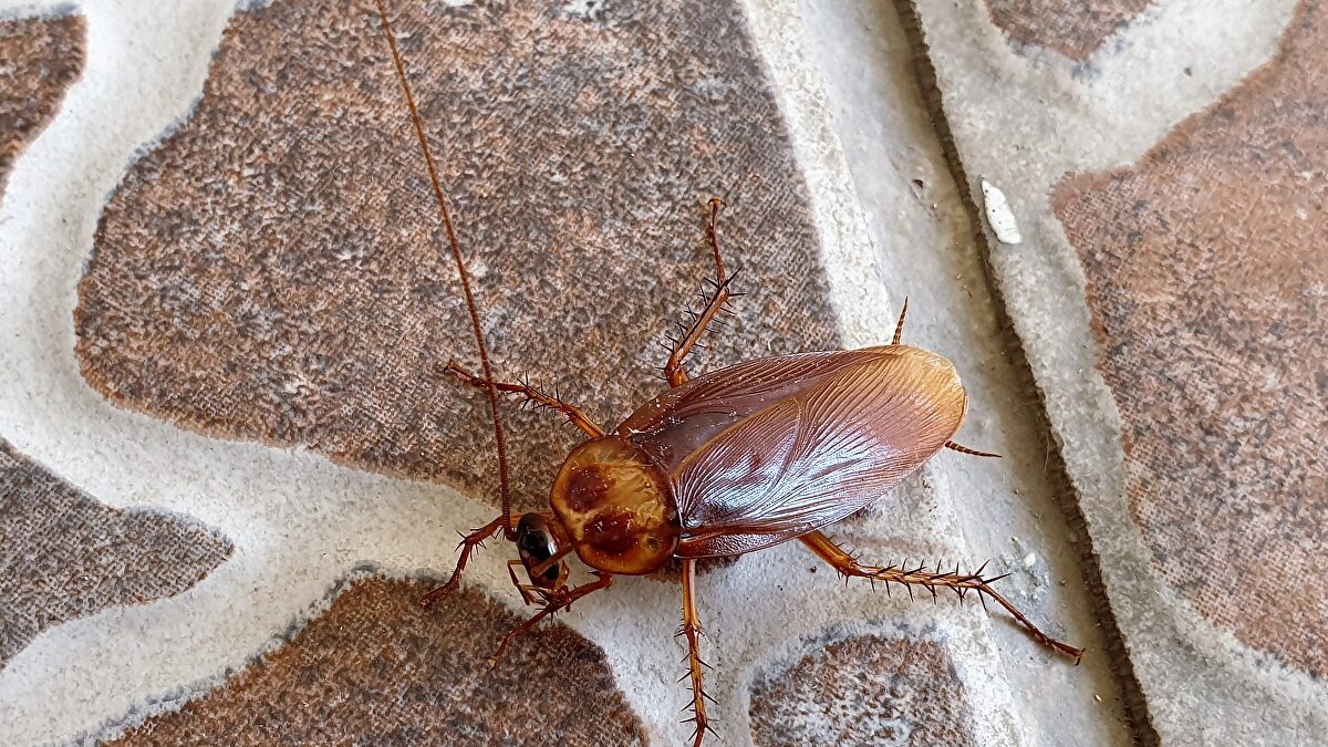 Cucaracha americana: la plaga voladora que ya se extiende por el 90% de ...