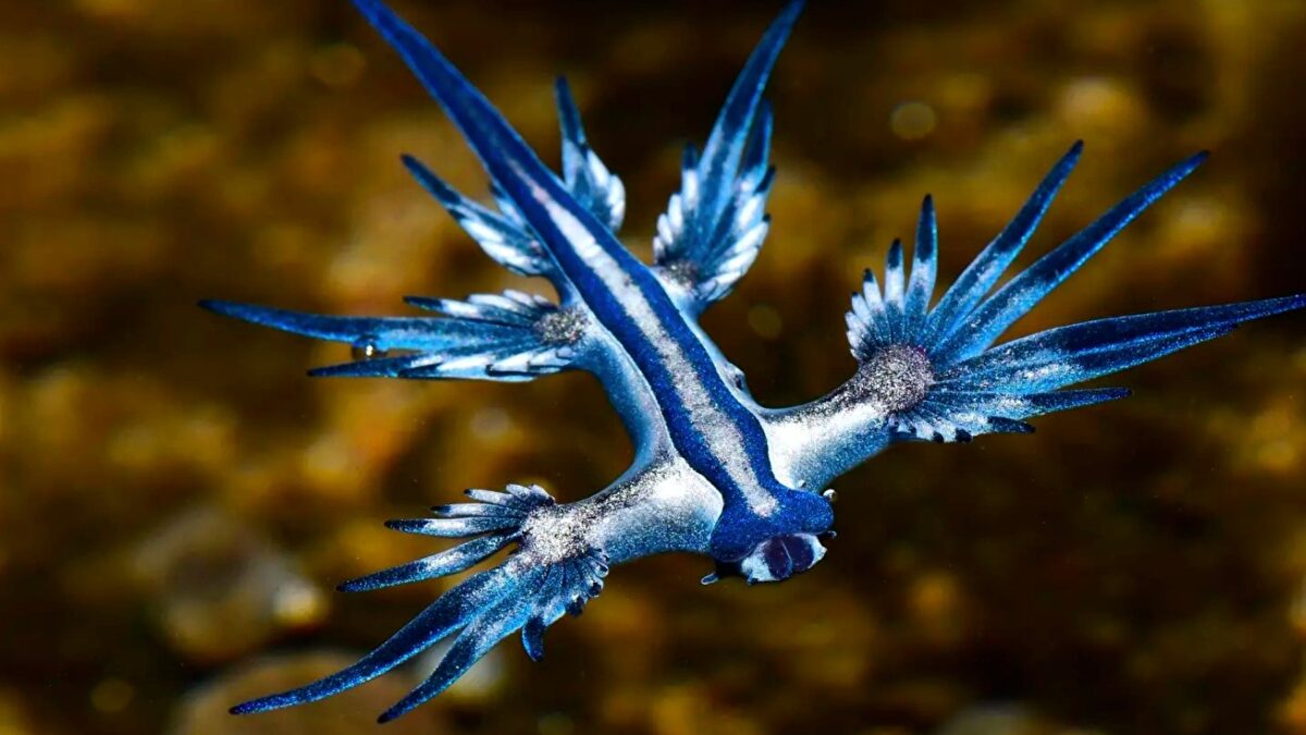 Así es el dragón azul, el fascinante y tóxico animal del mar que llega ...