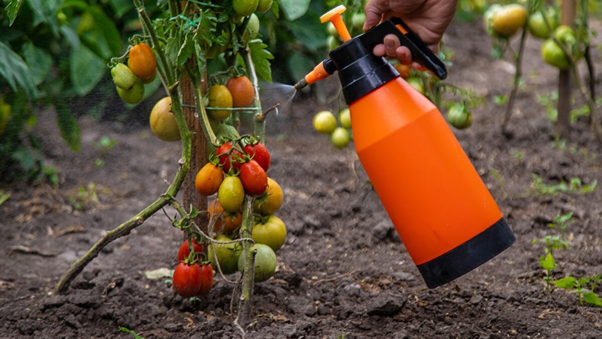 Crean un espray que ayuda a los tomates a sobrevivir a la sequía ...