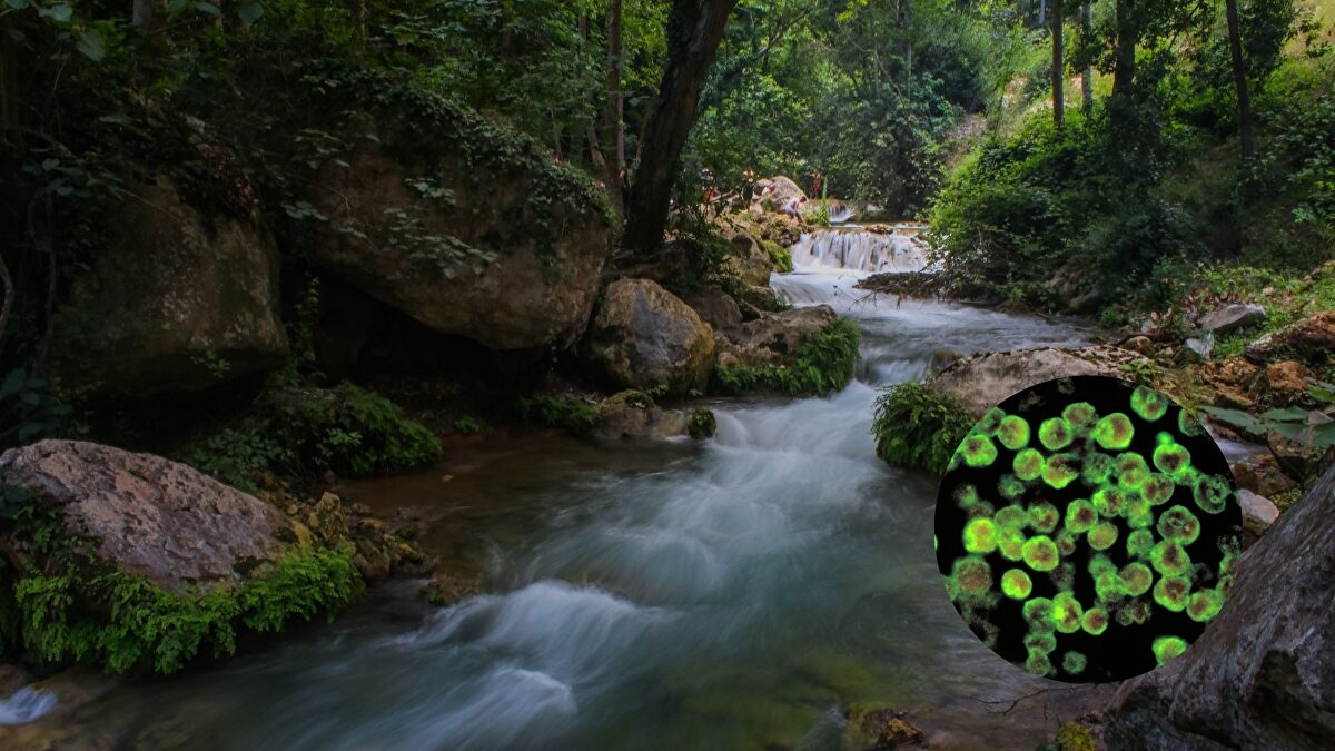 Nueva alerta sanitaria por un brote de ameba 'comecerebros' que deja 19 ...