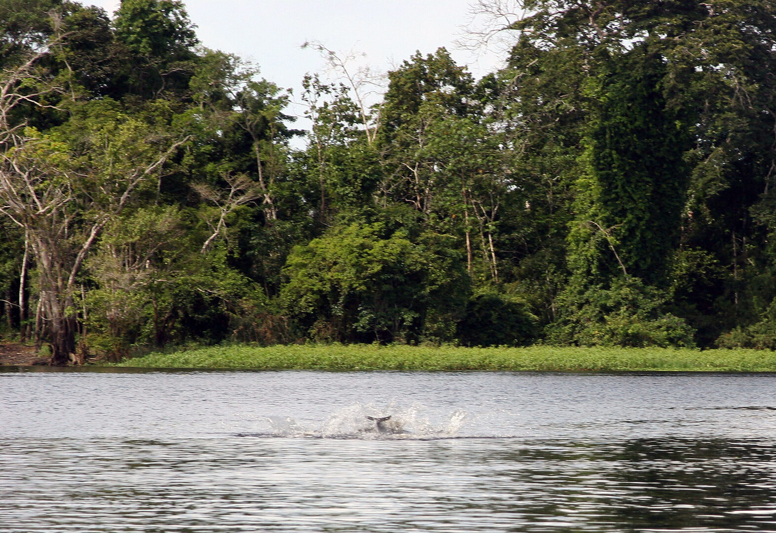 Ecología para todos: El sirulo, ¿monstruo de río? - esRadio