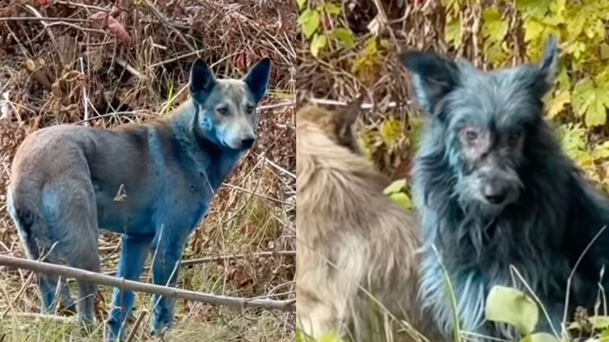 Aparecen perros con el pelaje azul brillante en la zona de exclusión de ...