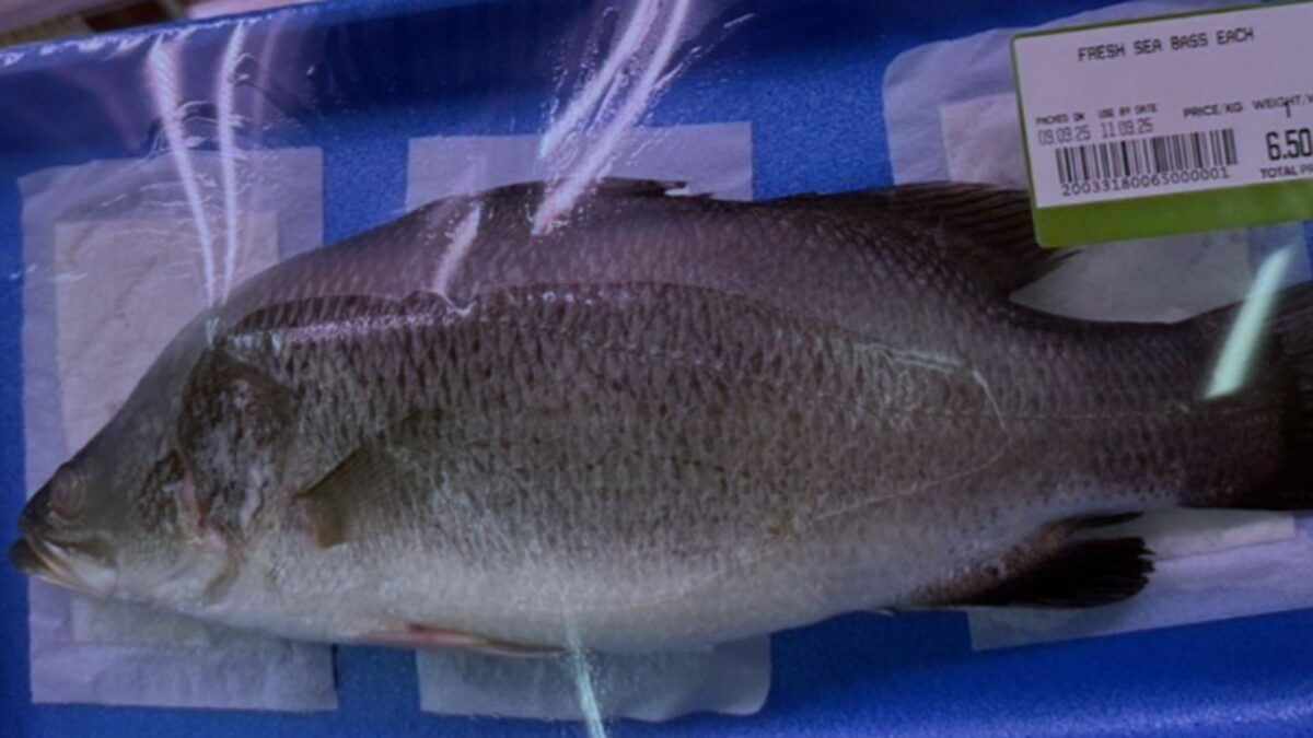 Los pescadores alertan del fraude de la lubina falsa: puede ser perca ...