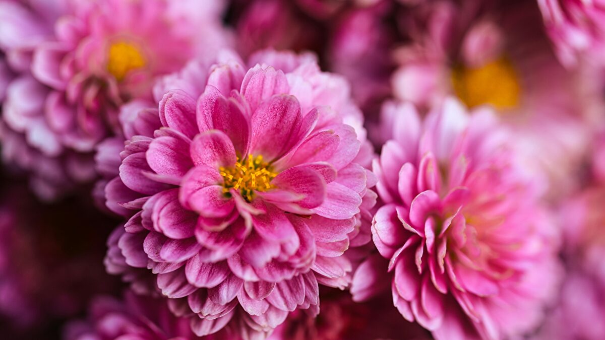 La planta que desafía al invierno: por qué poner crisantemos en la ...