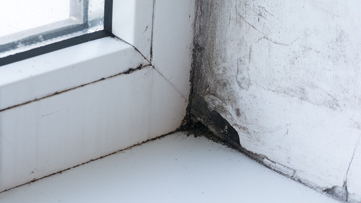 Cómo quitar las humedades de casa de forma definitiva - Libre Mercado