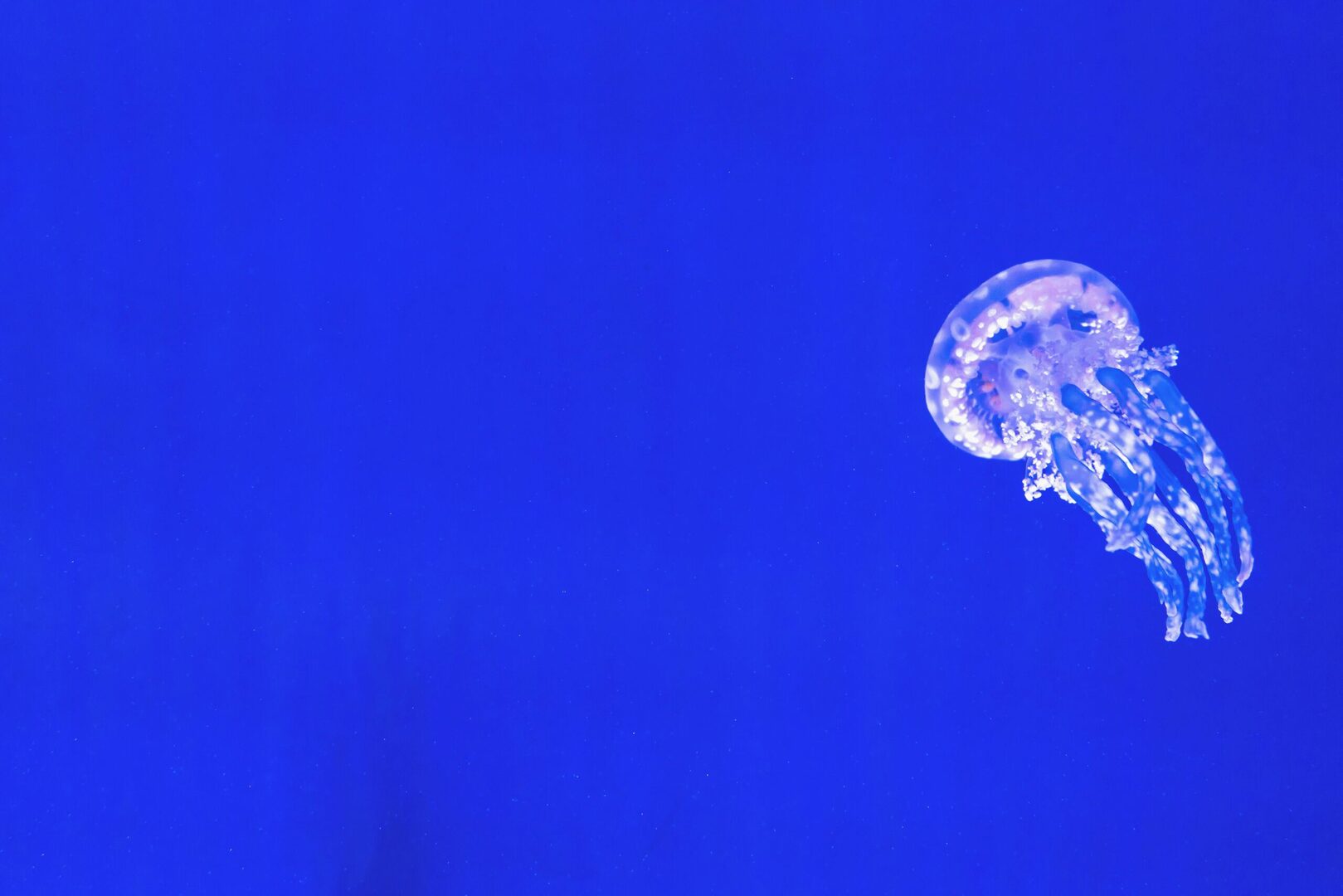 Turritopsis dohrnii: secreto de la medusa inmortal