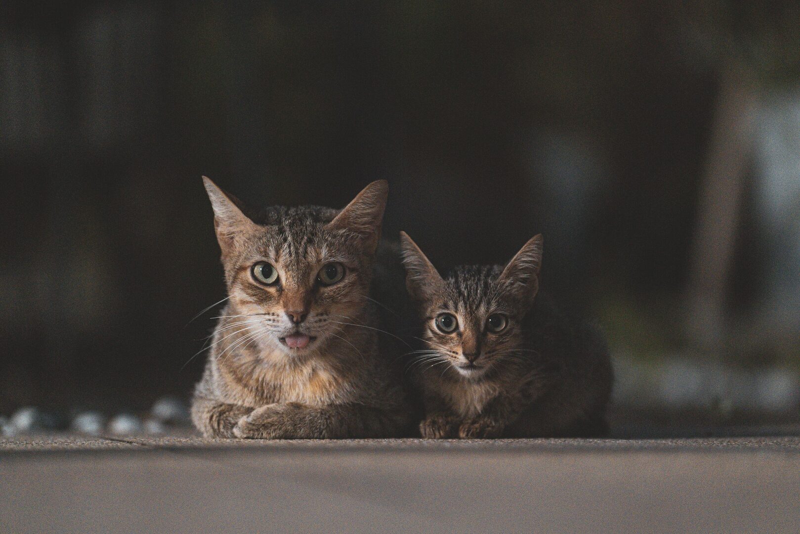 El reflejo de los gatos para caer de pie