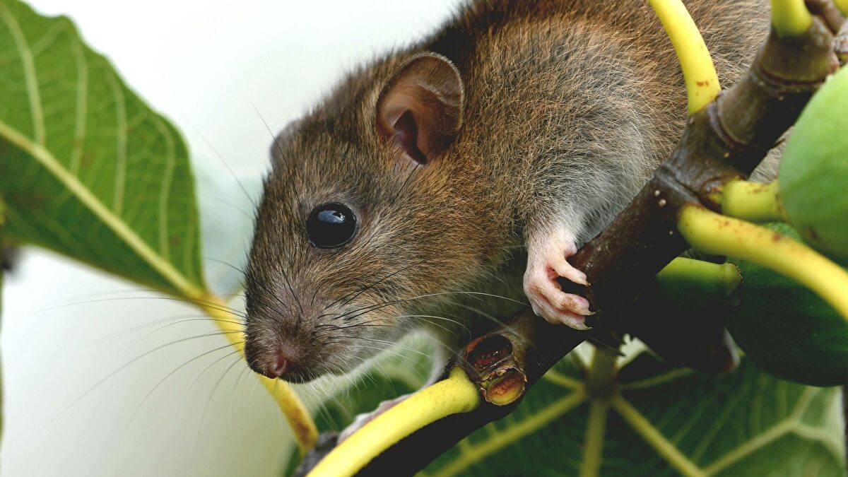 Del Ratón Colilargo A Las Ratas Animales Que Transmiten El Hantavirus