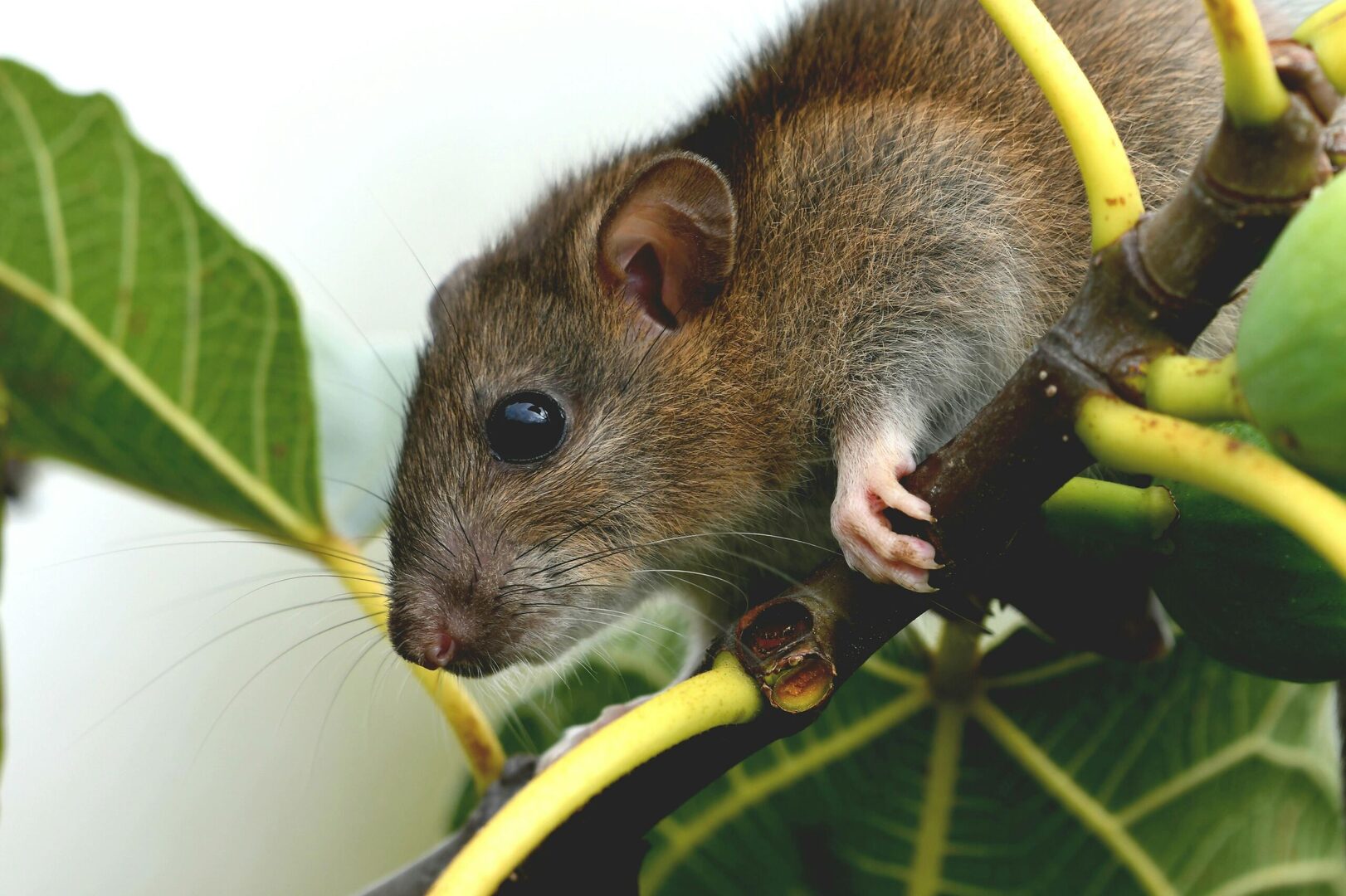 Del ratón colilargo a las ratas: animales que transmiten el hantavirus ...
