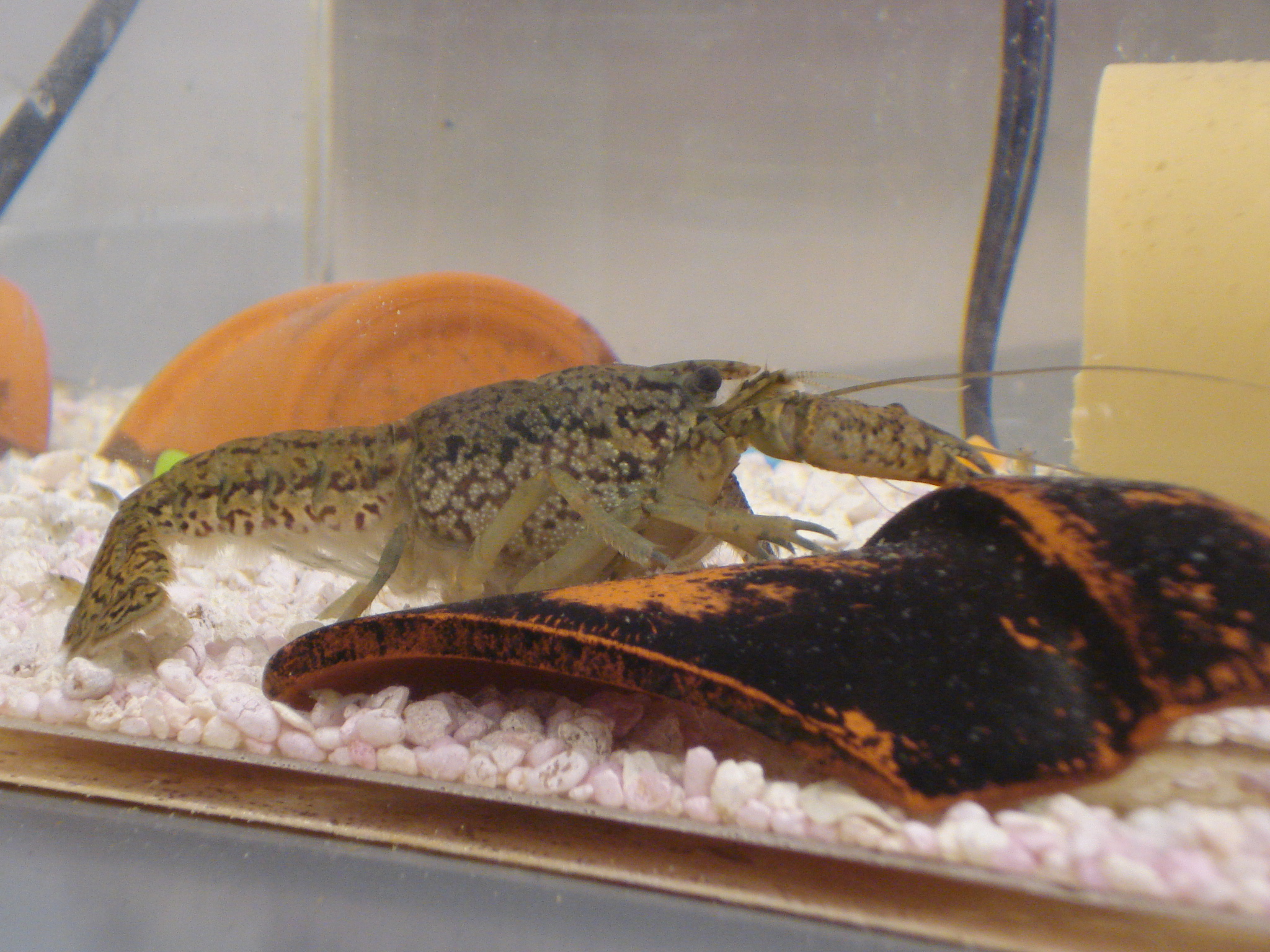 Peces, lagartos, cangrejos y otros animales fascinantes que no ...