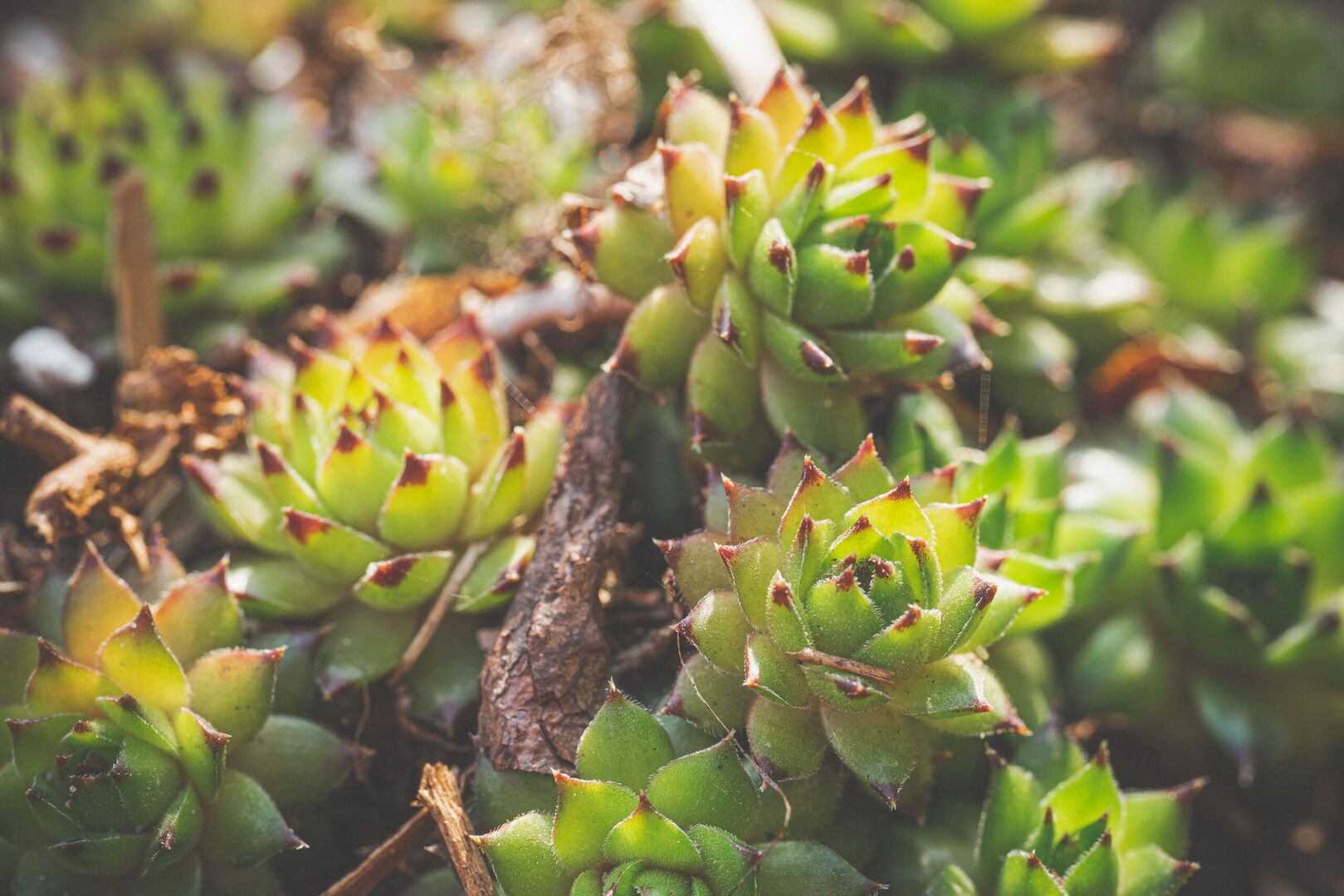 Puntas marrones en las plantas: causas de la necrosis apical y cómo ...